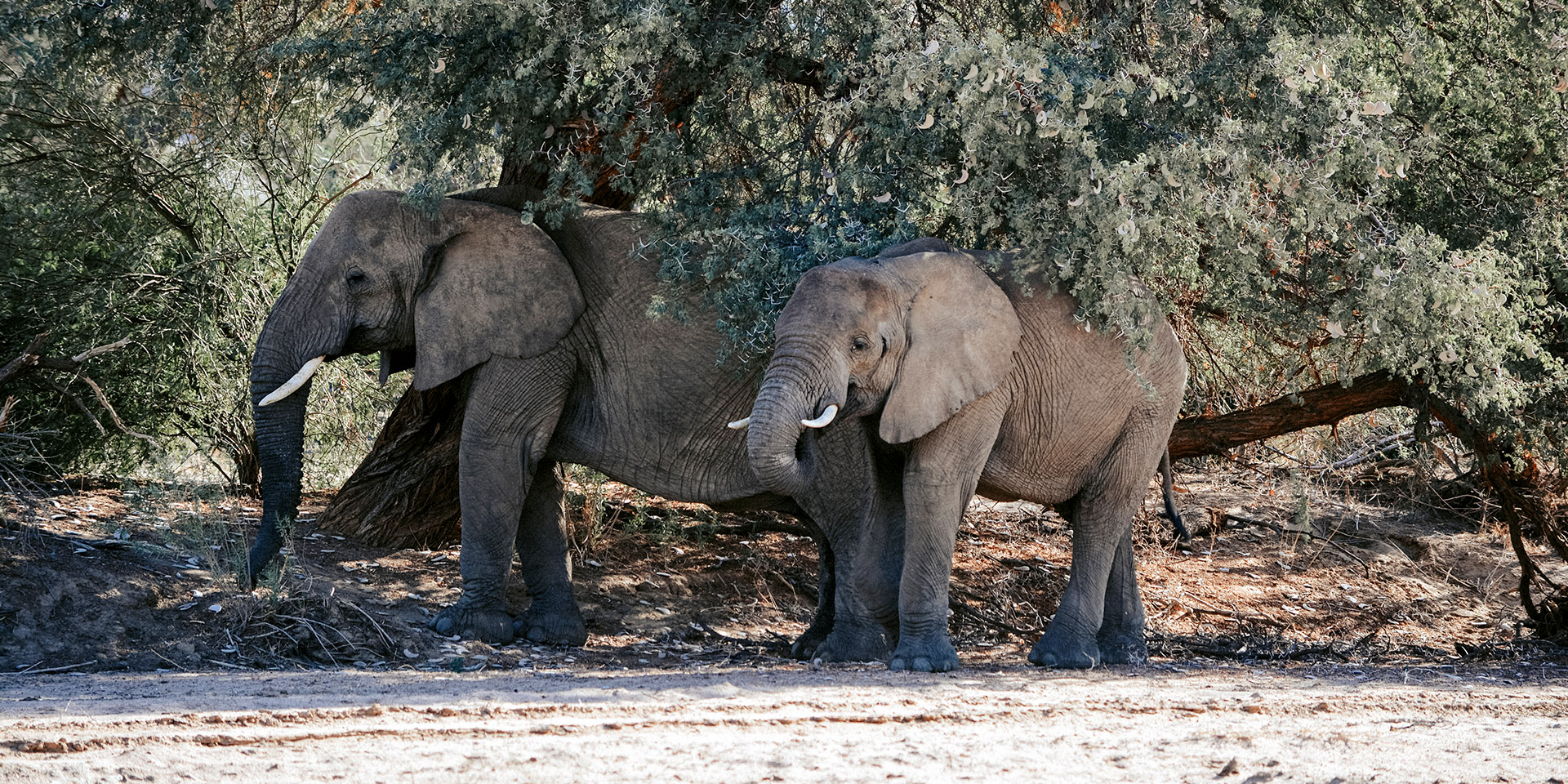101 Reasons to visit Namibia: Desert Elephants